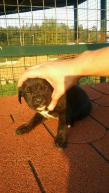 Na prodaju stenci cane corso