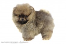 Pomeranski spic boo - stene