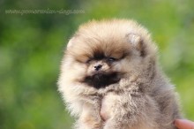 Pomeranski spic boo