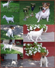 Jack russell terrier