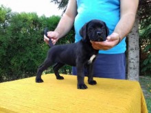 Cane corso