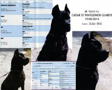 Na prodaju pas cane corso