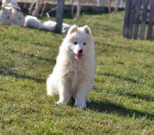 Prelepa stenad samojeda (samoyed)