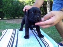 Cane corso stenci