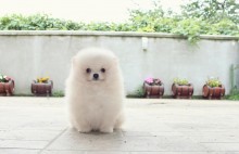 Boo muško štene sa slika