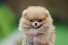 Pomeranski spic boo