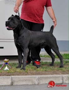 Cane corso, sivi stenci