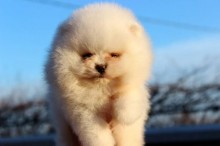 Pomeranski spic boo