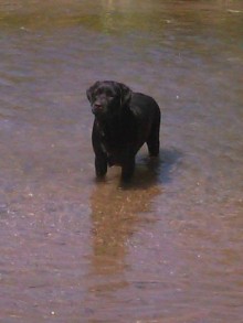 Labrador retriver mužjak