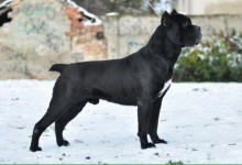 Štenci cane corso, izložbenog potencijala