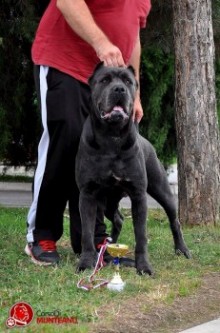 Cane corso, sivi stenci