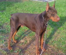 Prodajem psa doberman