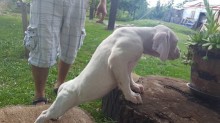 Dogo argentino