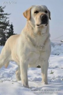 Labradori, muzjaci slobodni za parenje