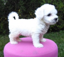 Coton de tulear ( tulearski pas )