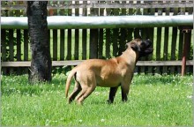 Bullmastiff zenkica na prodaju