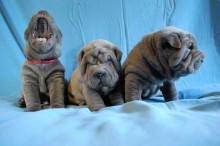 Shar pei i šiba inu stenci na prodaju