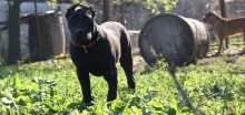 Presa canario i pit bull terrier stenci na prodaju