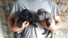 Cane corso stenci