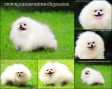 Pomeranski spic boo