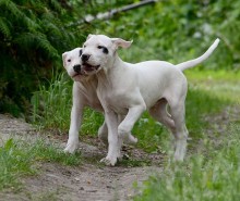 Dogo argentino i bulterijer stenci na prodaju