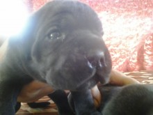 Prelepi kucici cane-corso