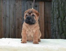 Shar pei i šiba inu stenci na prodaju