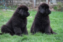 Njufaundlender i leonberger stenci na prodaju