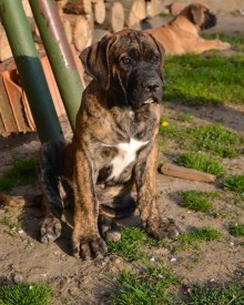 Presa canario i pit bull terrier stenci na prodaju