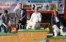 kovrdjavi bison (bishon frise) big boy - bak