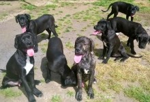 Puppies =male and female= cane corso štenad