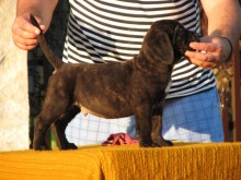 Cane corso, musko prvobirano stene