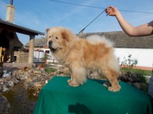 Chow chow cau cau dva muzjaka za parenje