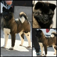 Americka akita