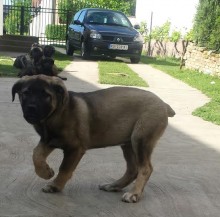 Srpski odbrambeni pas stenci na prodaju