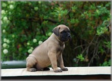 Bullmastiff stenci na prodaju