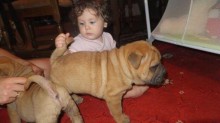 Sar pej (shar pei) stenci