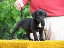 Cane corso stenci