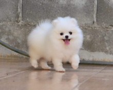 Pomeranski spic