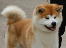 Akita inu