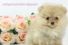 Pomeranac boo prelepi stenci