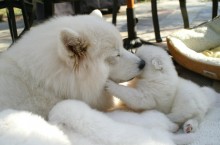 Sibirski samojed i sibirski haski