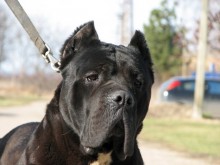 Cane corso muzijak slobodan za parenje