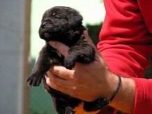 Cane corso stenci