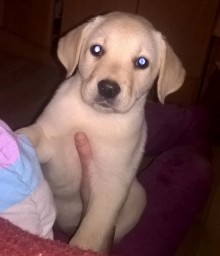 Labrador retriver stenci