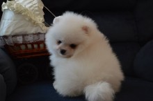 Pomeranski spic boo