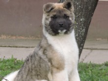 Americka akita