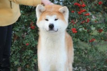 Japanska akita