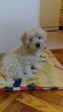 Coton de tulear štenci