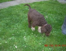 Lagotto romagnolo